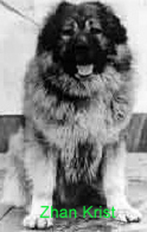 Rockhill Caucasians Breeders of Caucasian Ovcharka also know by the ...