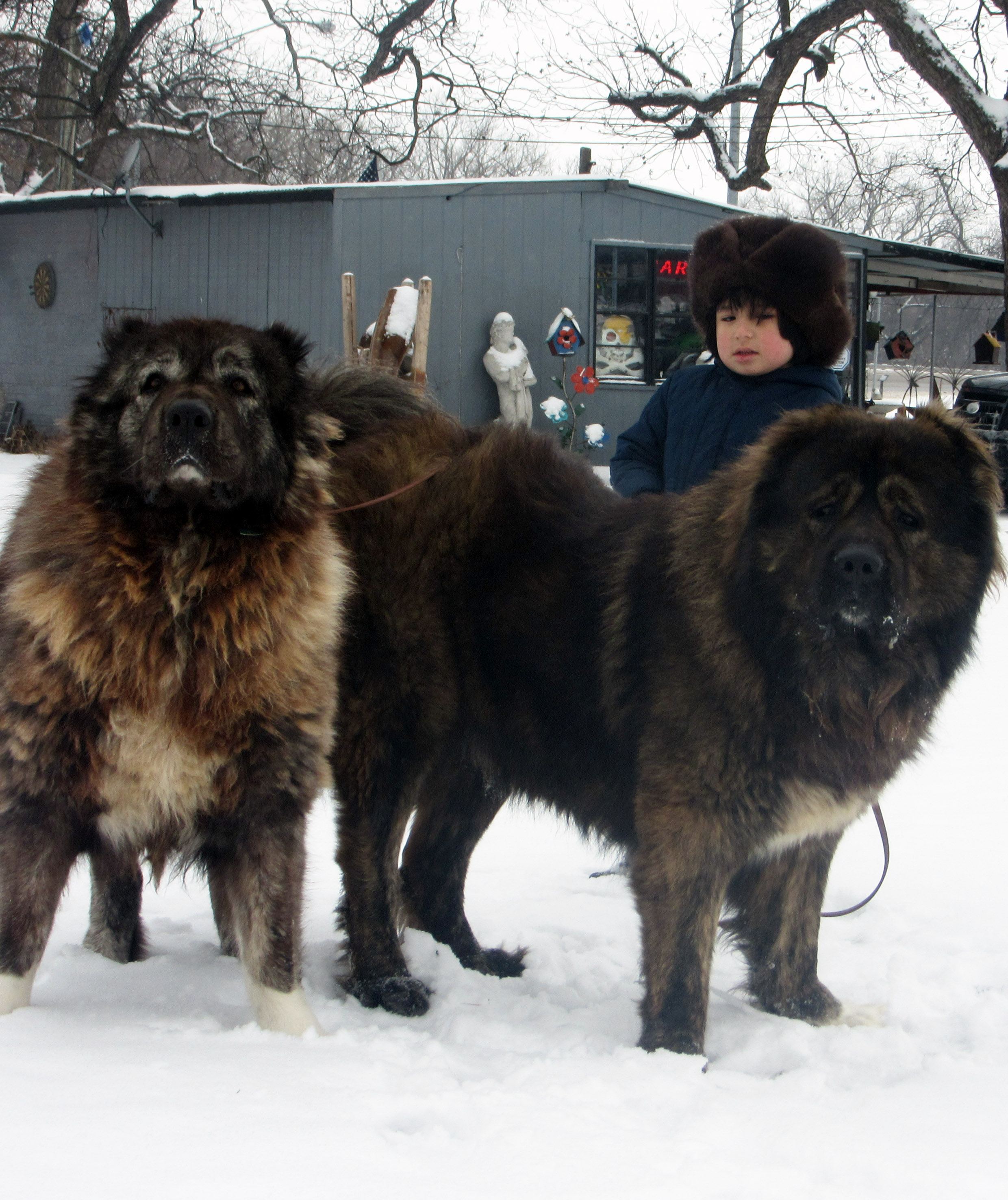 Caucasian Ovcharka Dog