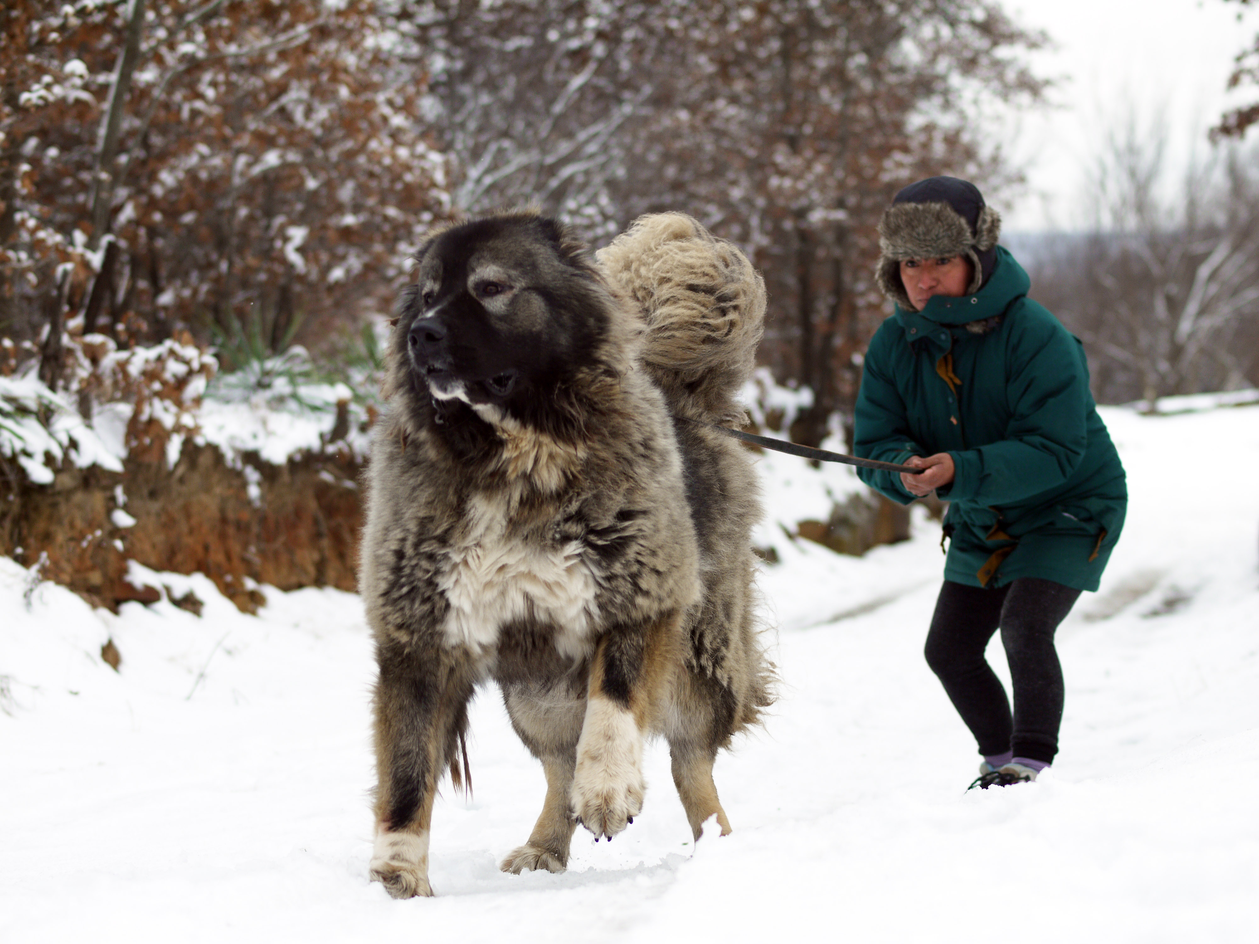 Caucasian Ovcharka Gallery